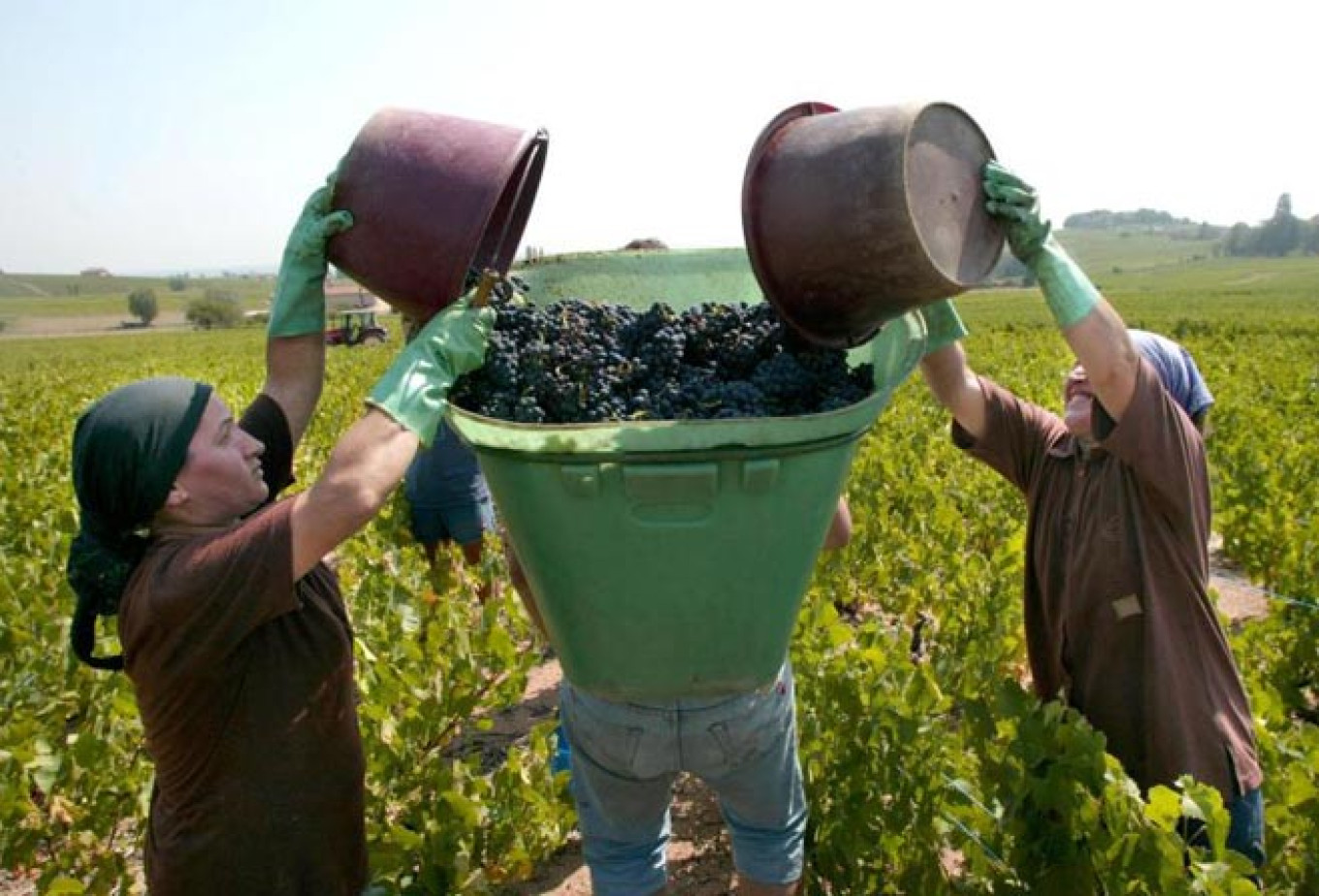 Government Promotes Special Support of Crimean Wine