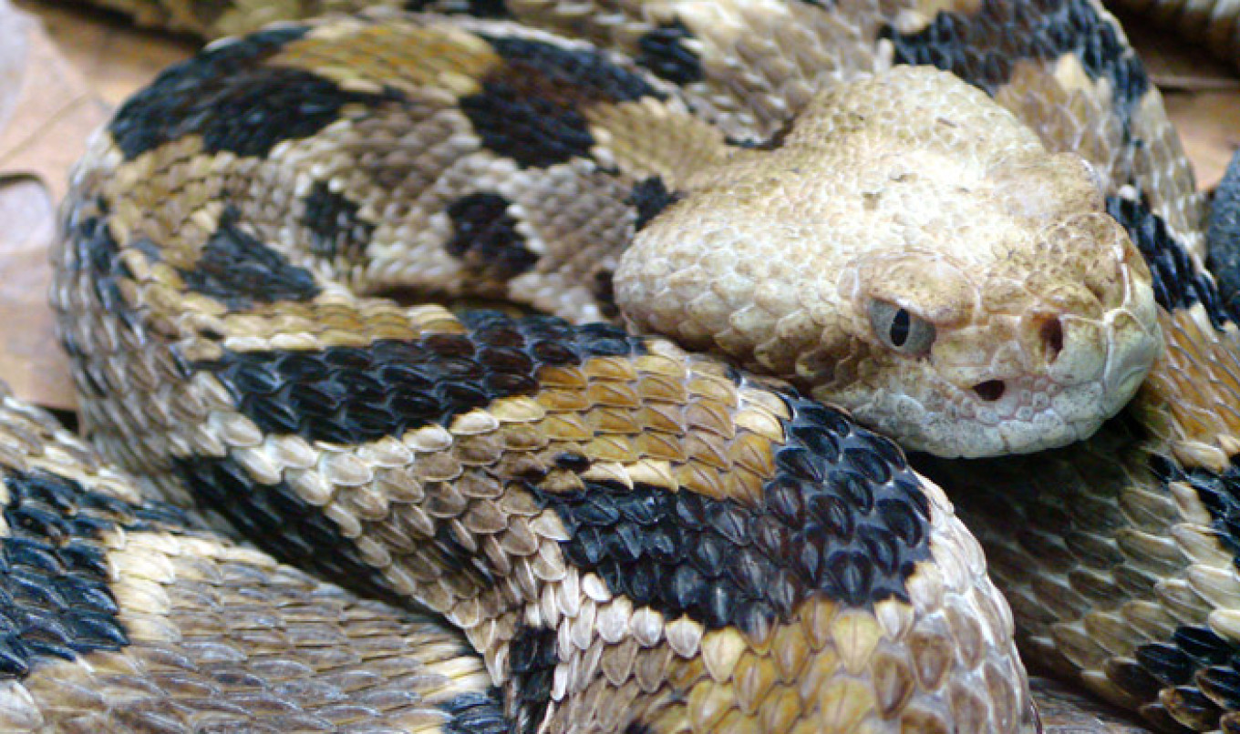 Sleepy Muscovite Finds Enormous Snake in Bed
