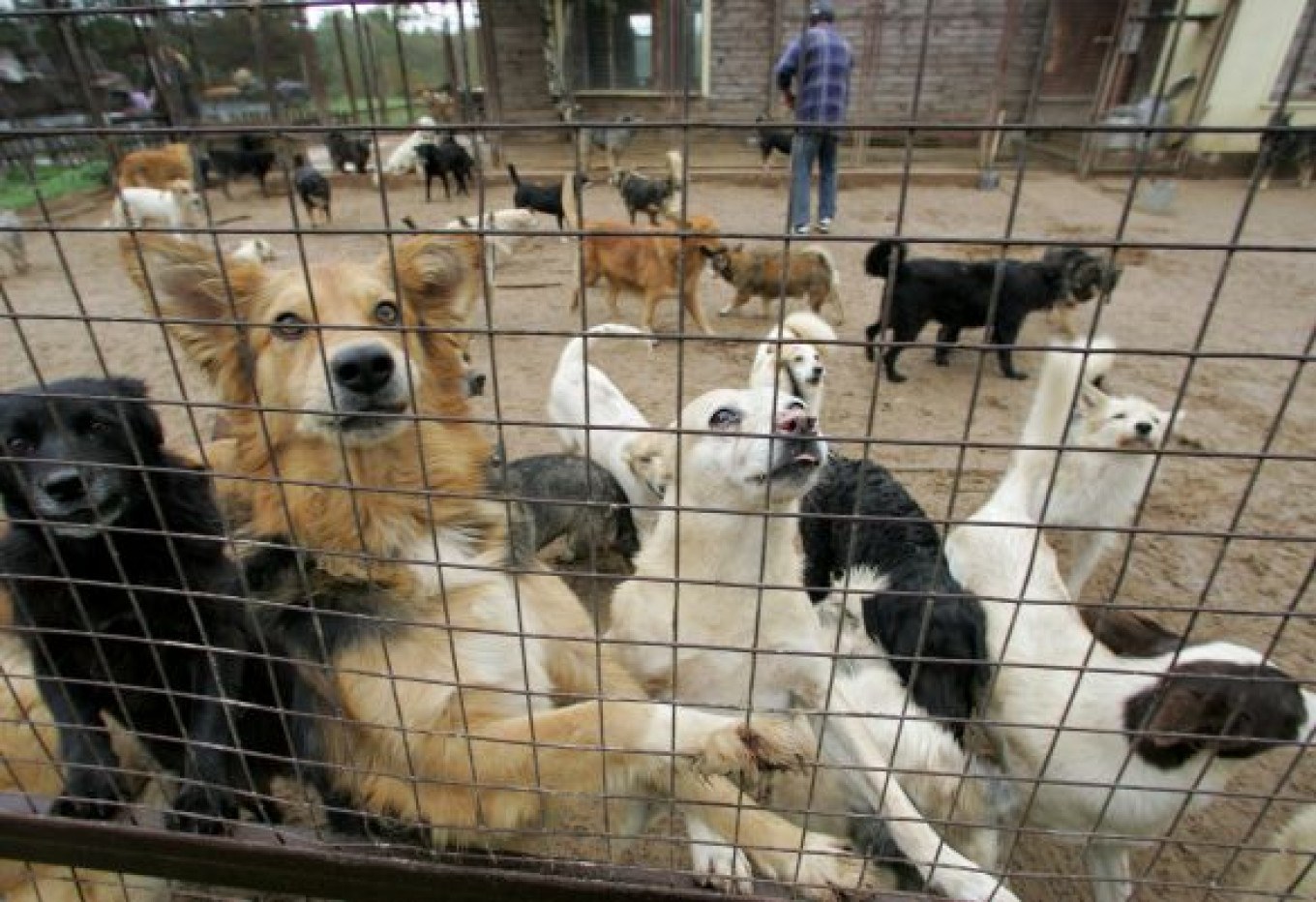 Putting Dog Owners on a Leash After a Brutal Attack