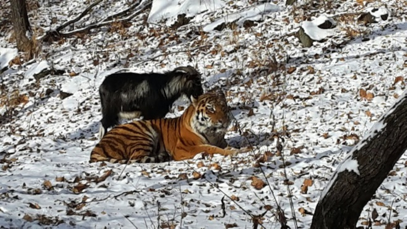Tiger and Goat Form Unlikely Friendship at Russian Zoo