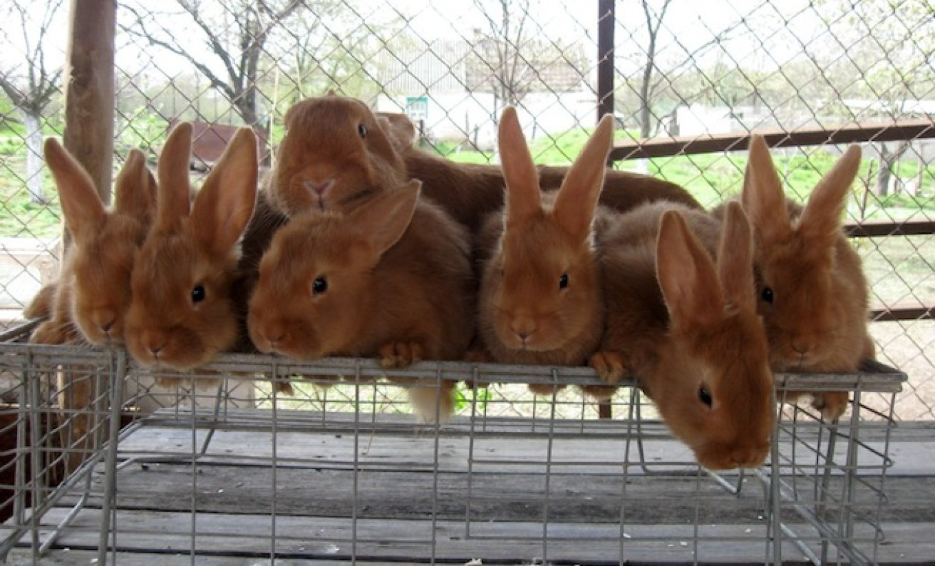 Russian Prison Offers Money for 50 First Aid Bunnies