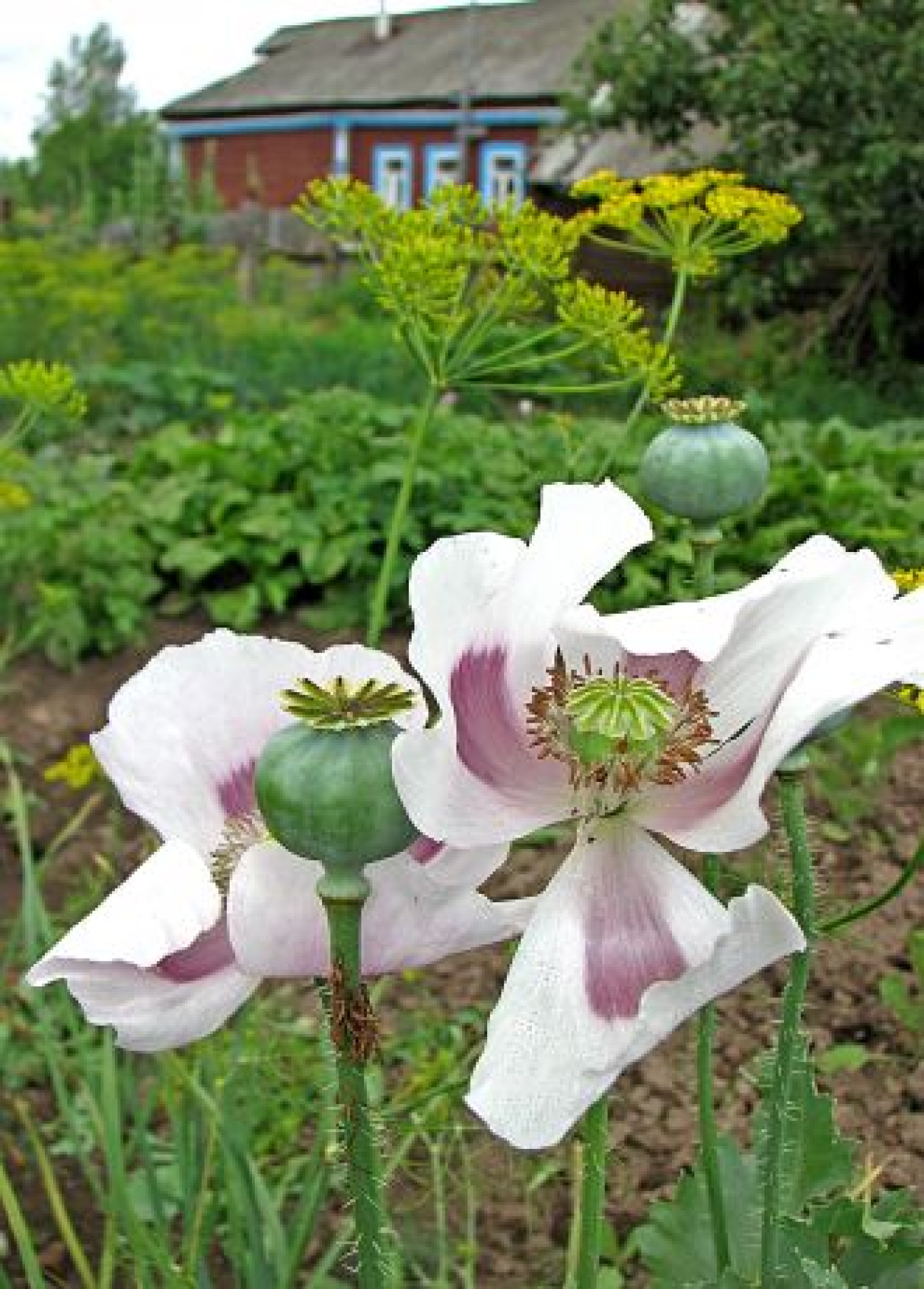 'Dirty Poppy Invasion' Triggers Rise in Narcotics