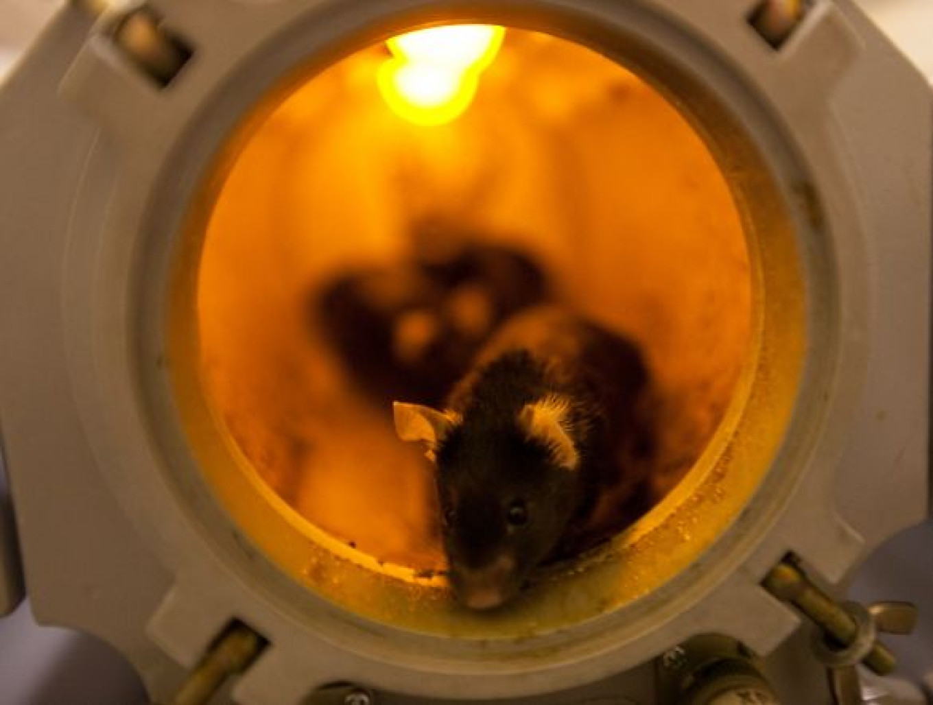 Orbital Menagerie Set to Yield Unique Research Results