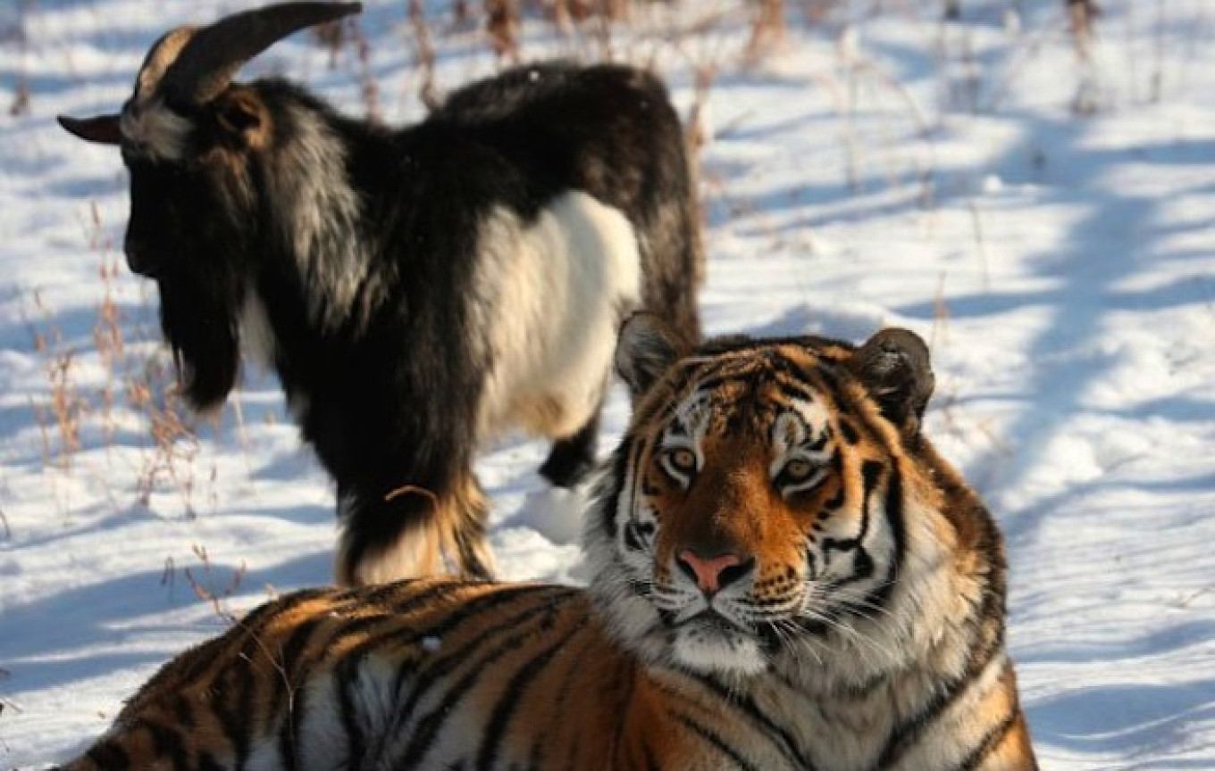 Russian Lawyer Claims Coverage of Tiger-Goat Friendship Is 'Gay Propaganda'