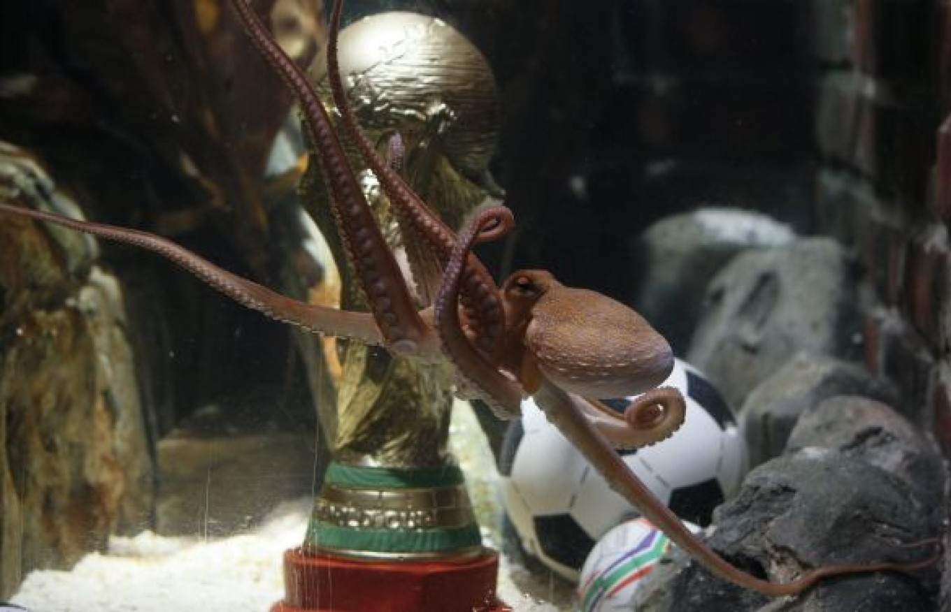 World Cup Octopus Predicts Next Russian President