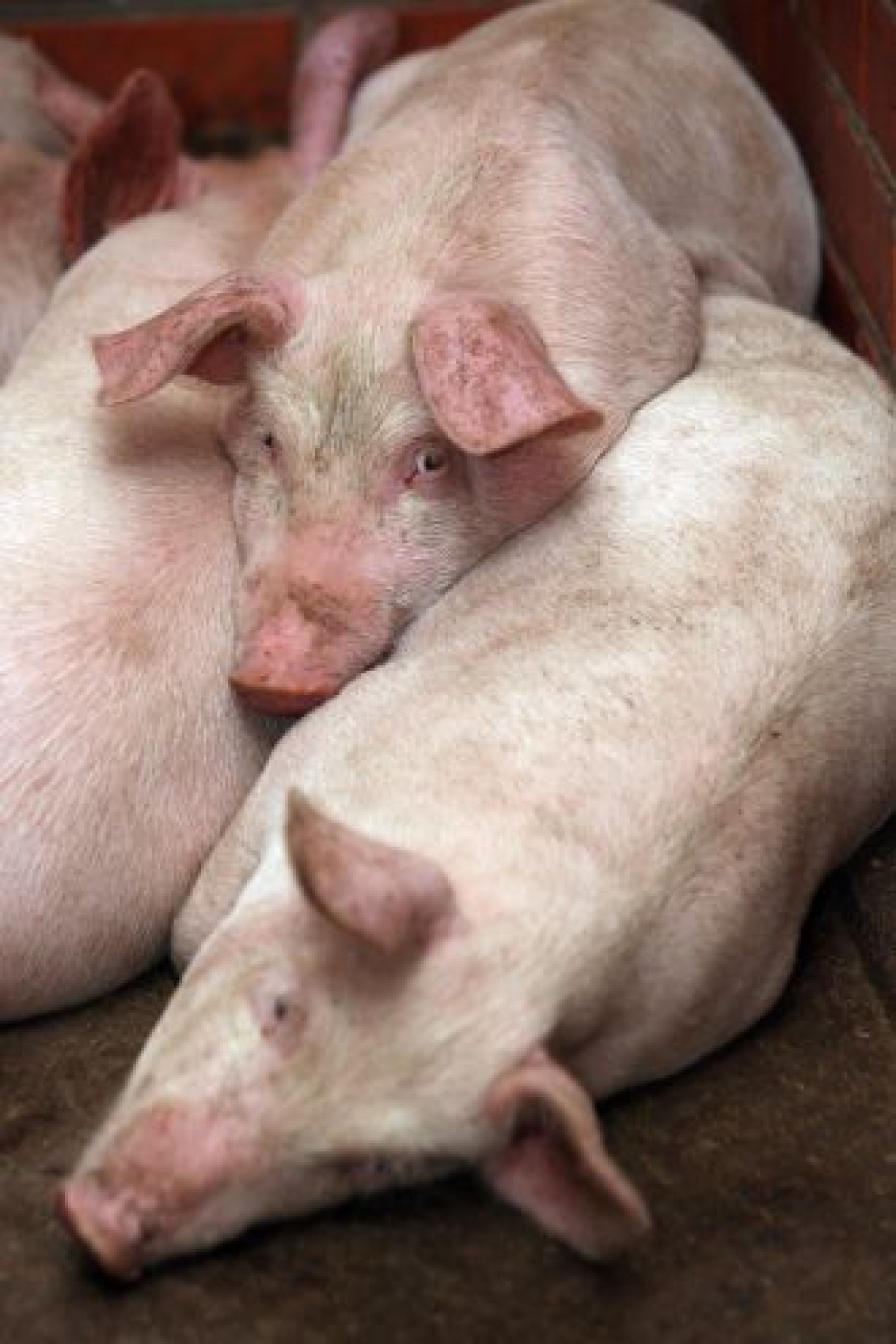 Second Swine Fever Case Found at Basel Unit