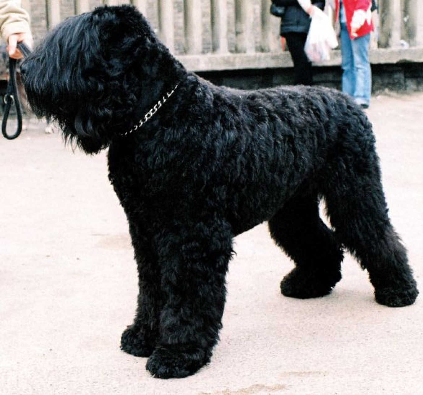 Putin Sends Russian Puppy to Venezuelan President