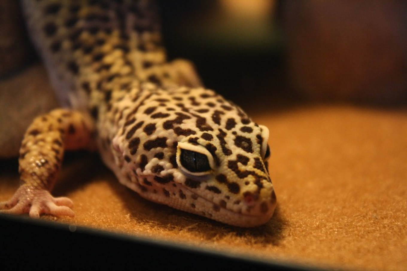 Russian Satellite Fail Leaves Geckos and Fruit Flies Lost in Space