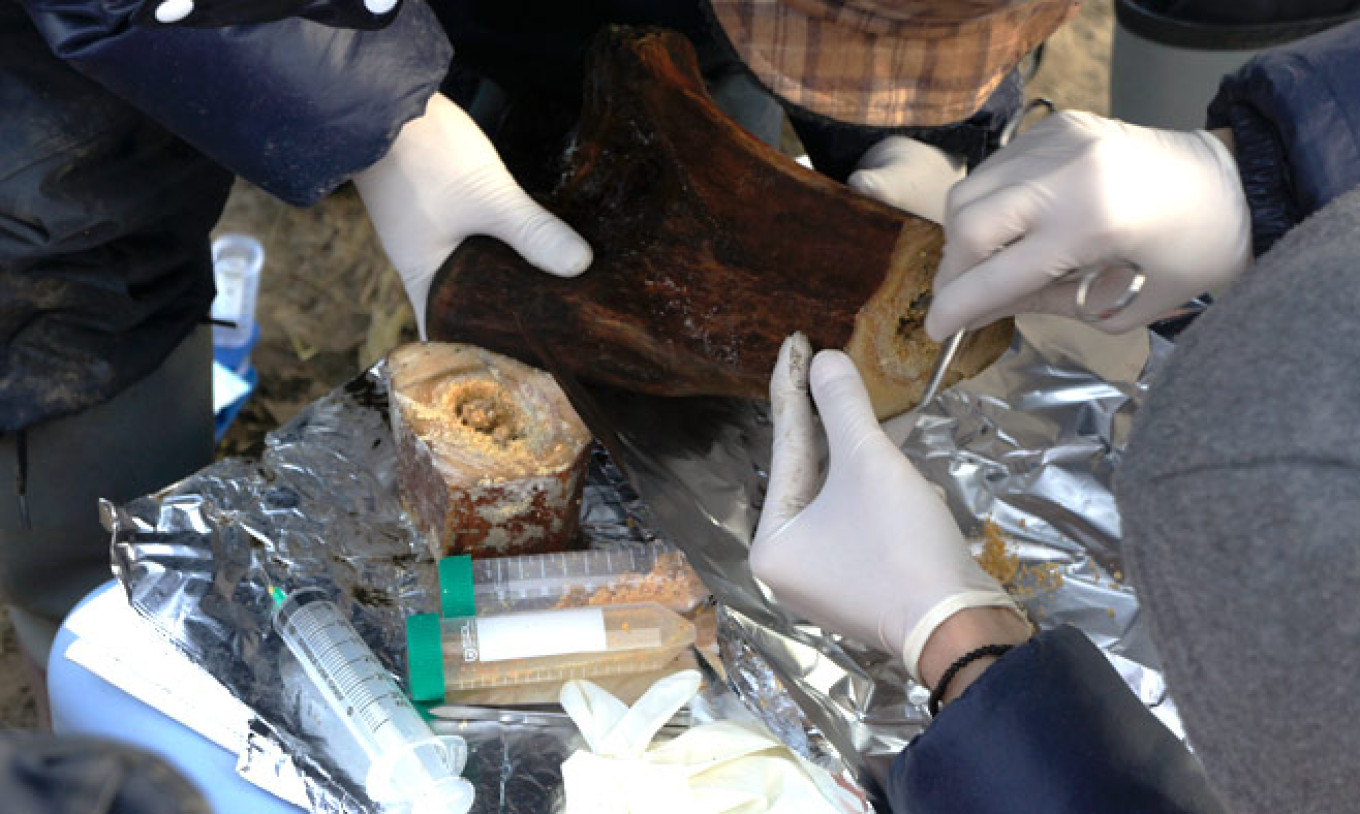 Russian Scientists Hope to Clone Mammoths Russian Scientists Hope to Clone Mammoths