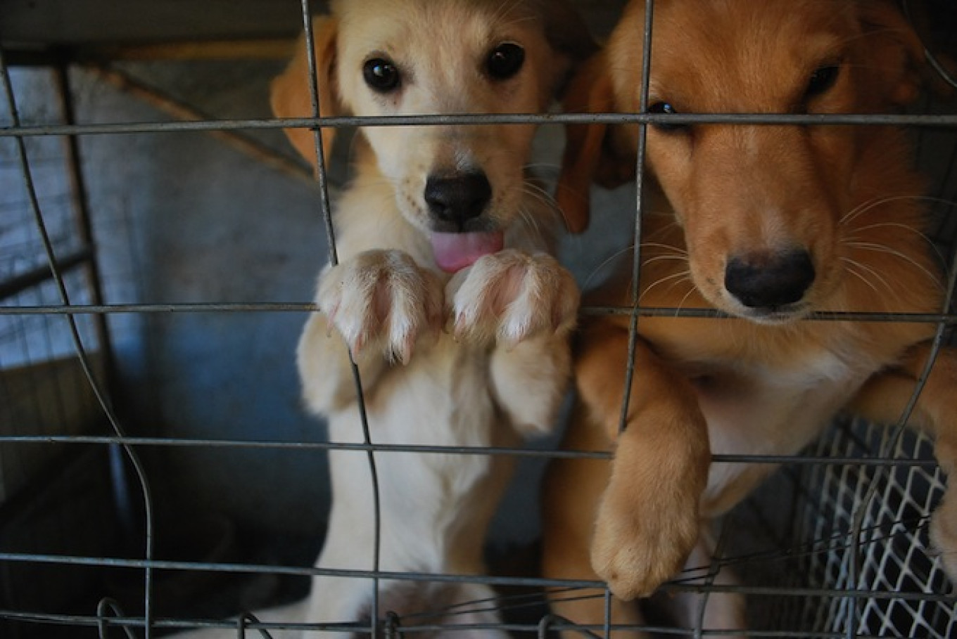 Animal Rights Activists Say About 100 Dogs Burned Alive in Farm Fire