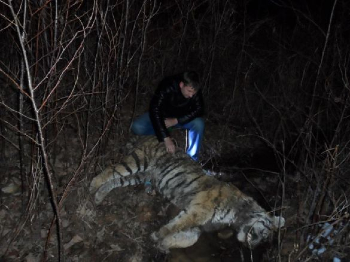 Amur Tiger Shot Dead in Far East Reserve