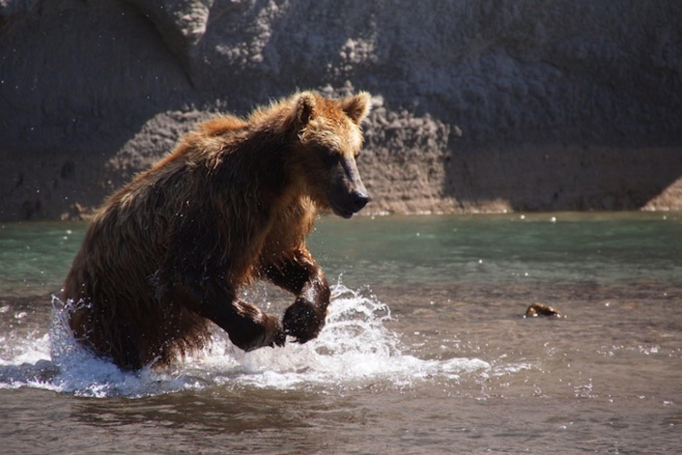 Spate of Bear Attacks Trouble Russia's Far East