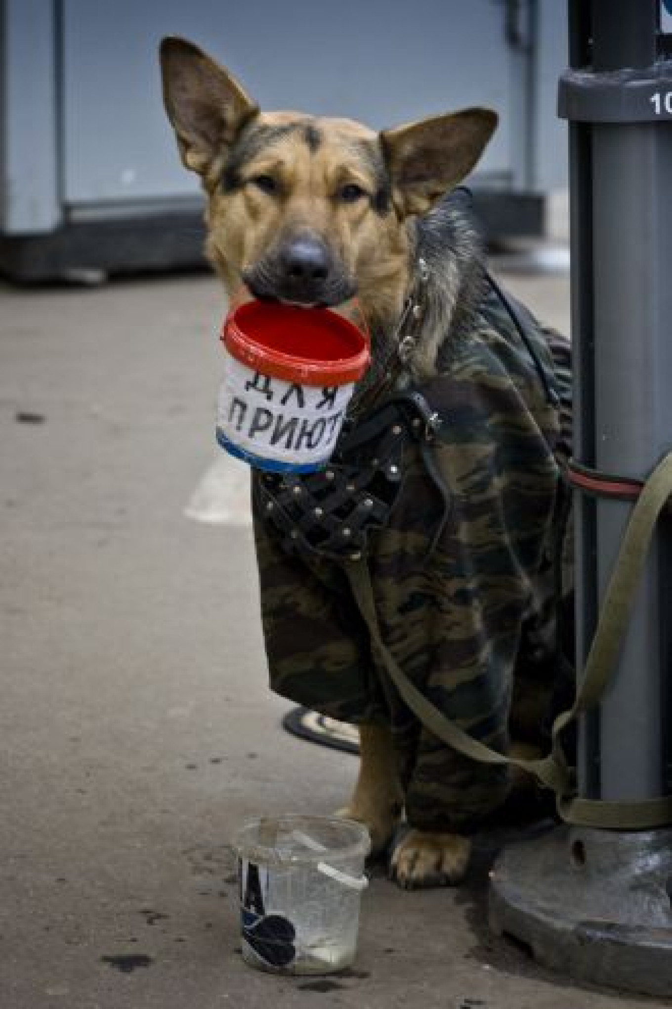 Moscow Dog Shelters Beset by Difficulties