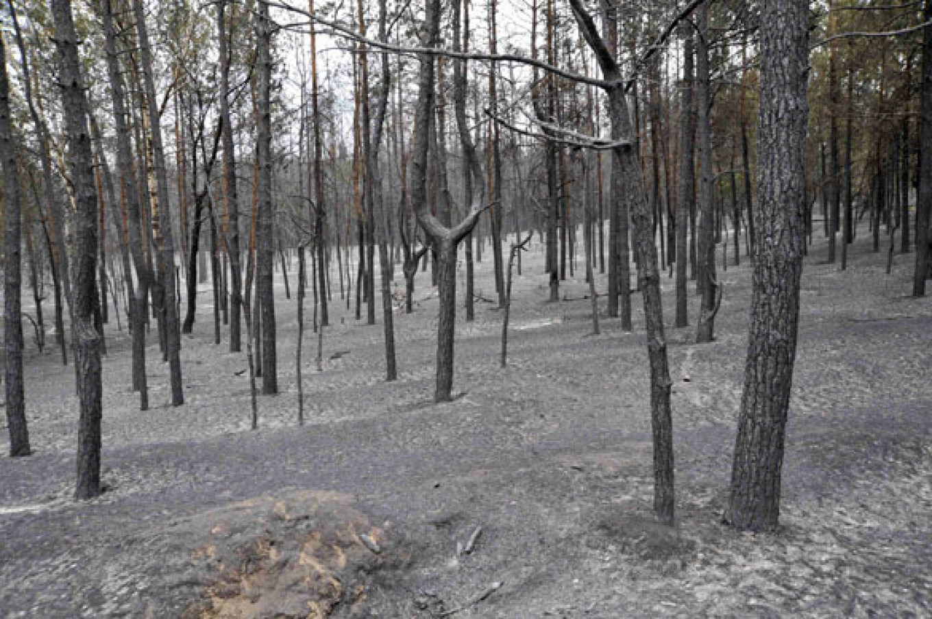 8 Dead in Wildfires in 3 Regions