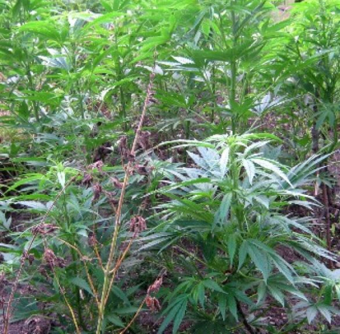 Elderly Woman Caught With 'Pretty' Marijuana Garden
