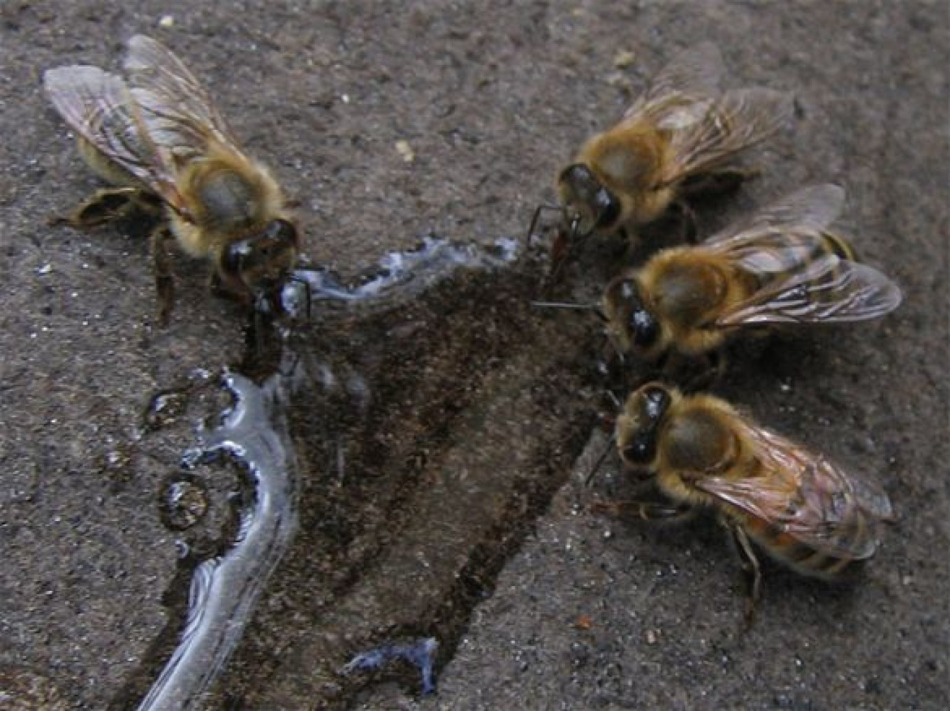 U.S. Sweet on Tough Russian Honeybees