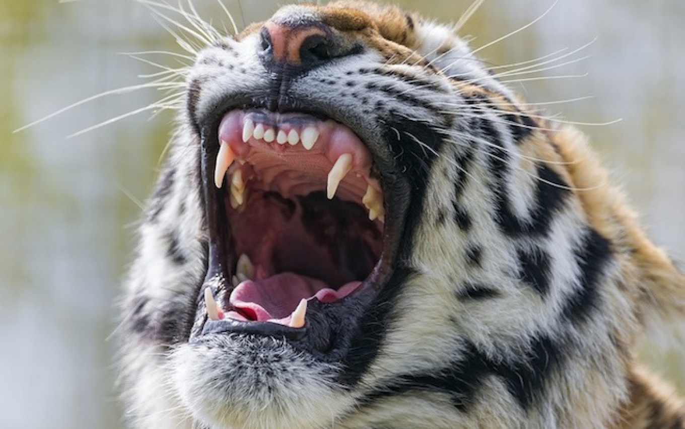 Putin's Tiger Sent to Russian 'Rehabilitation Center' for Killing Dogs