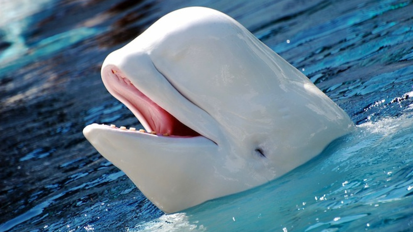 Is It a Bird? Is It a Plane? No, It's a Flying Beluga Whale in Russia
