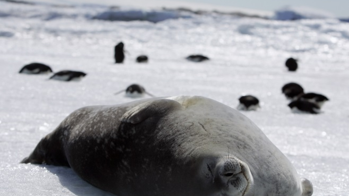 Russia and China Thwart Dream for Marine Sanctuary in Antarctica