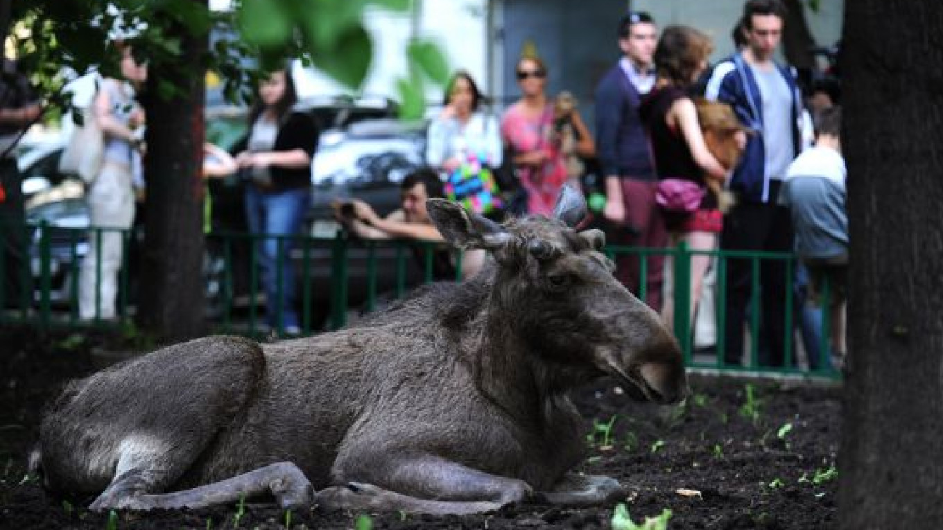 Moose Family Refuses to Leave City Park