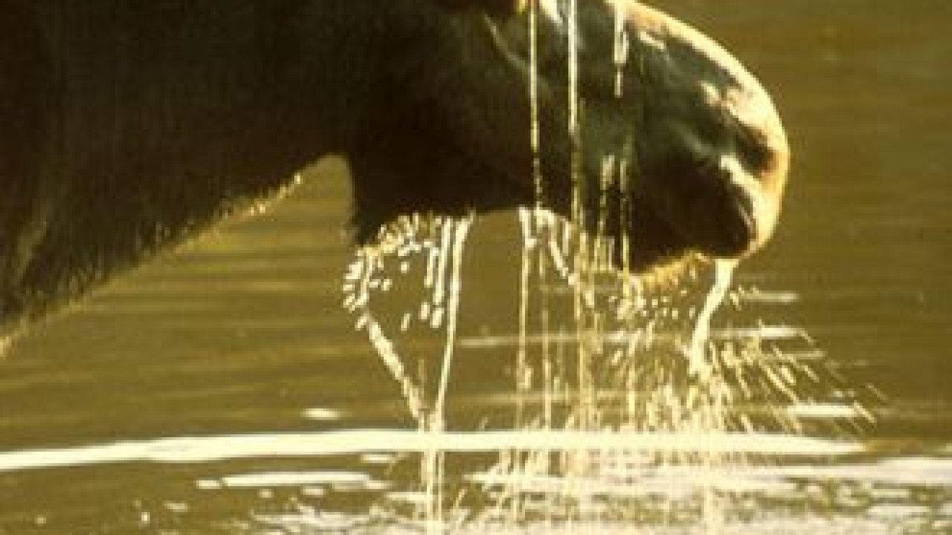 Volgograd Highways to Prevent Moose Traffic with Electric Fences