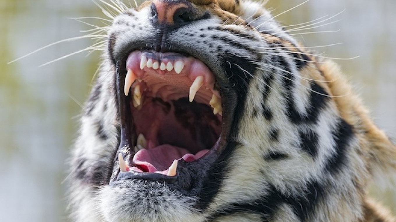 Putin's Tiger Sent to Russian 'Rehabilitation Center' for Killing Dogs